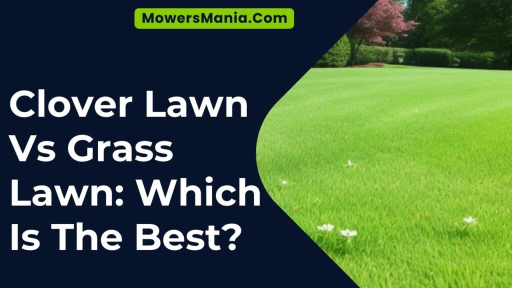 Clover Lawn Vs Grass Lawn : Which Is The Best? – MowersMania.Com